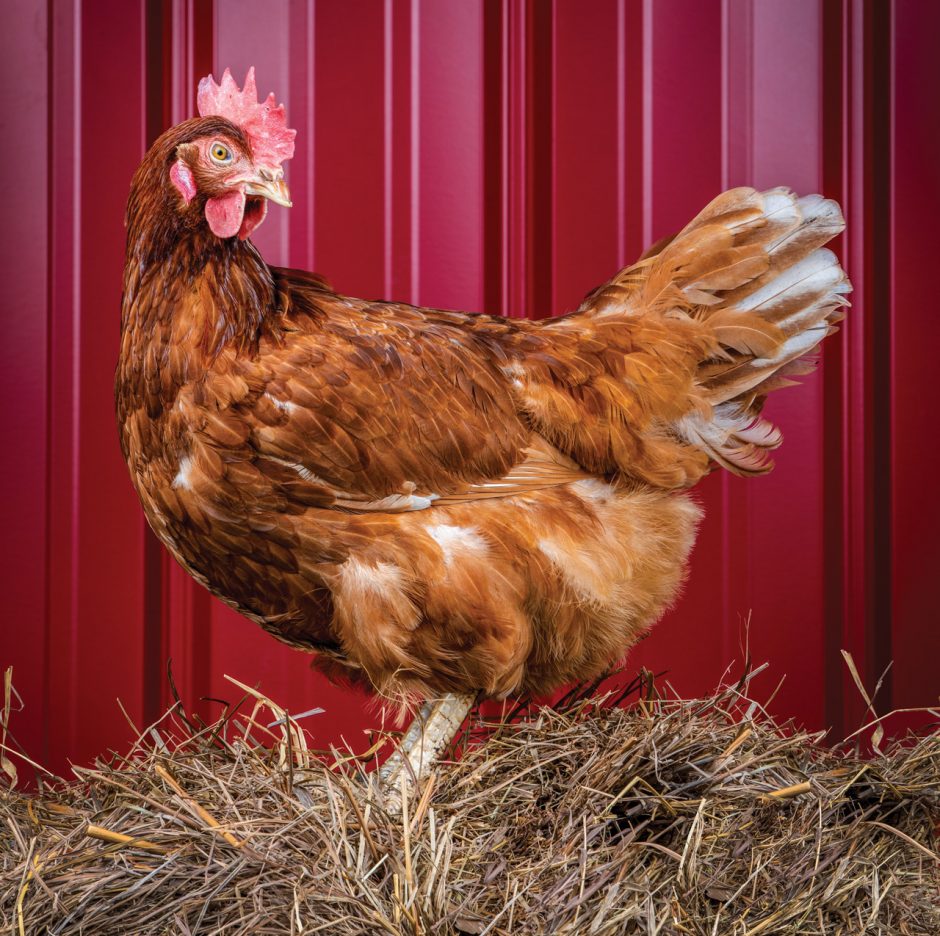 Something to cluck about