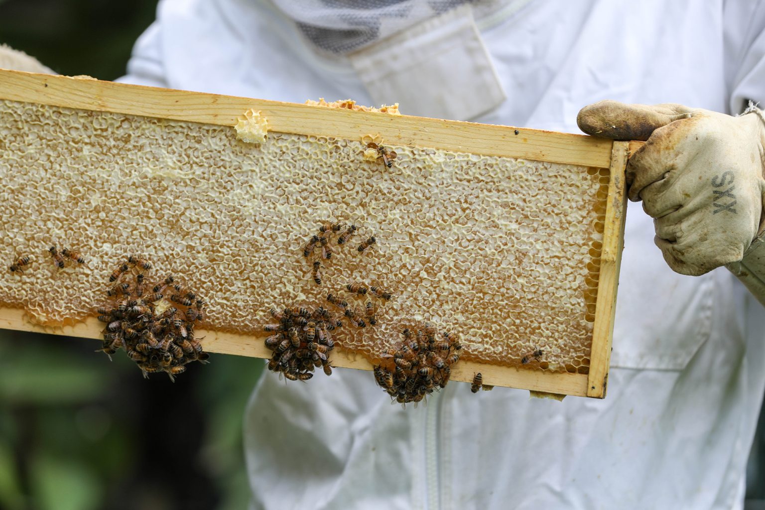 Getting A’s and keeping bees