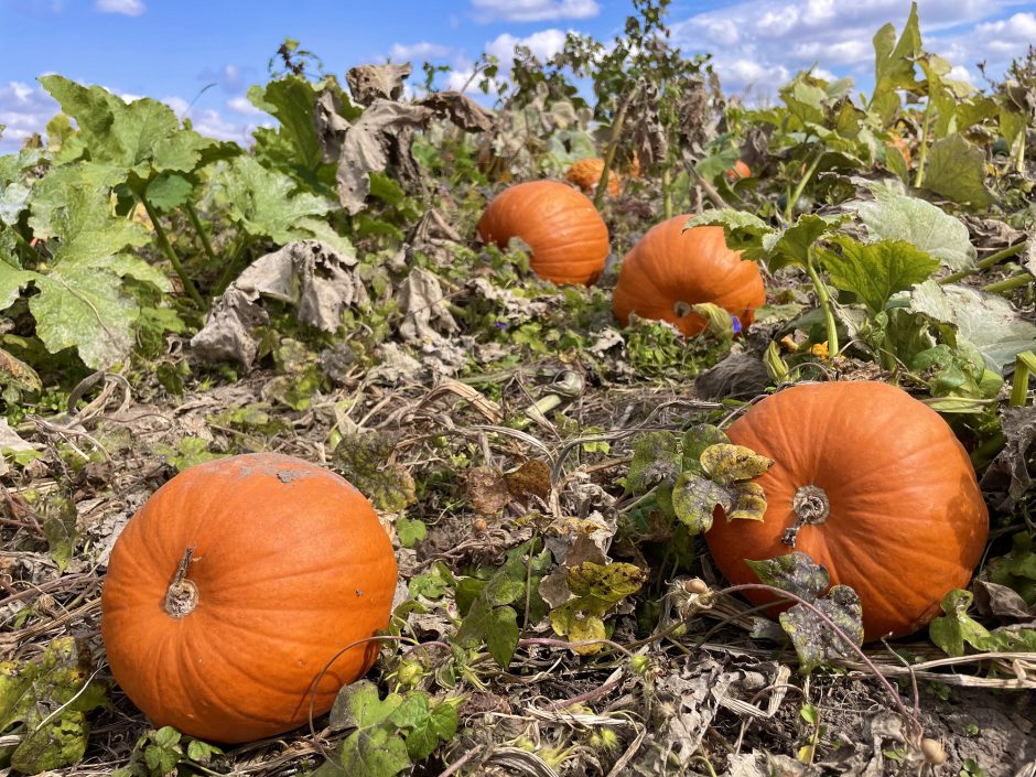 Photo gallery: Bradford Research Farm’s pumpkin patch