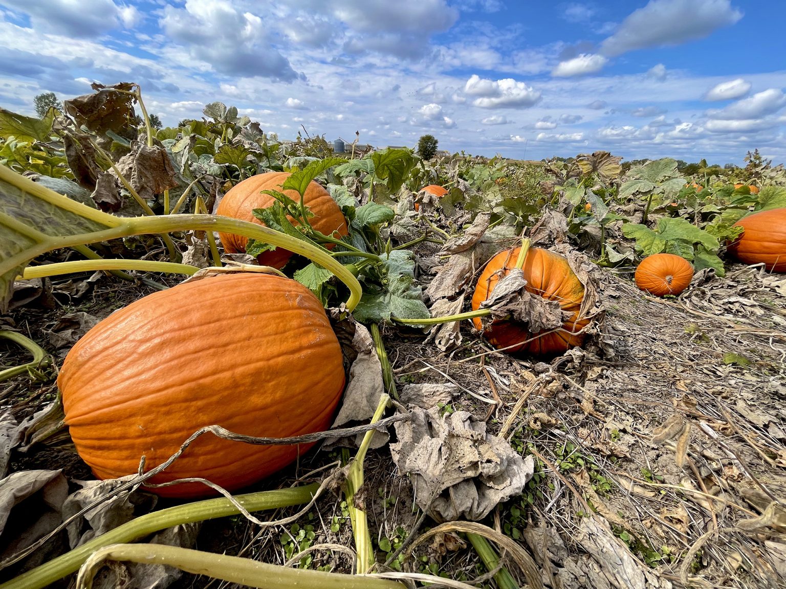 Photo gallery: Bradford Research Farm’s pumpkin patch