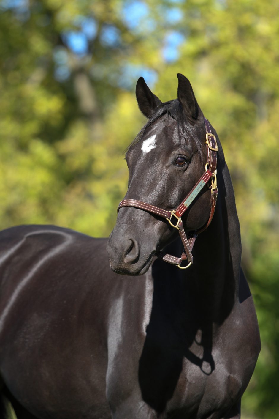 MU partners with Stephens College to create 'women in STEM' research ...