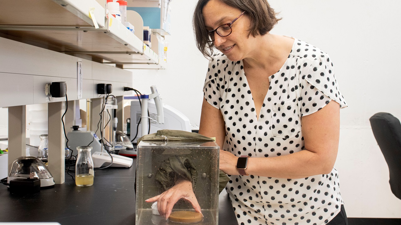 Biologists to create ‘toolbox’ for understanding complex genetic traits