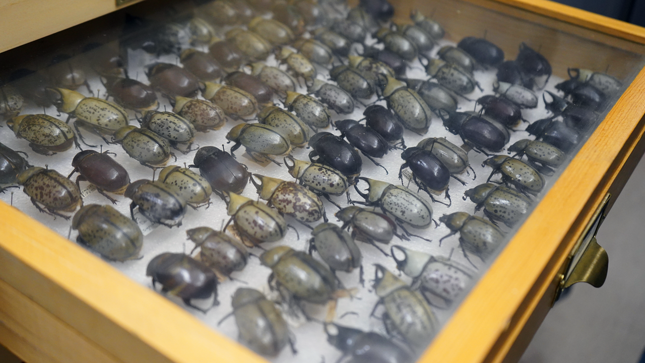 Mizzou’s insect museum to host open house for 150th anniversary