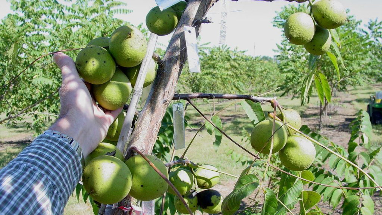 MU Center for Agroforestry patents first black walnut cultivar, marking ...