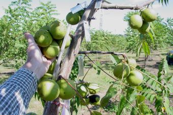 MU Center for Agroforestry patents first black walnut cultivar, marking ...