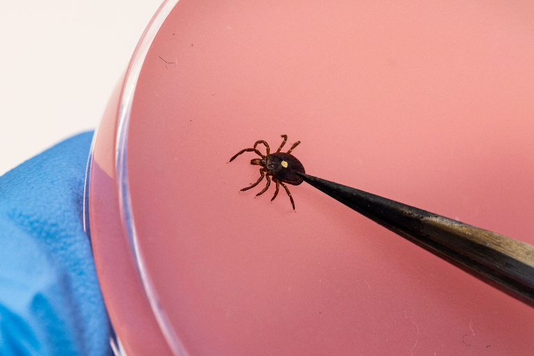 Fighting back against a dangerous tick-borne disease