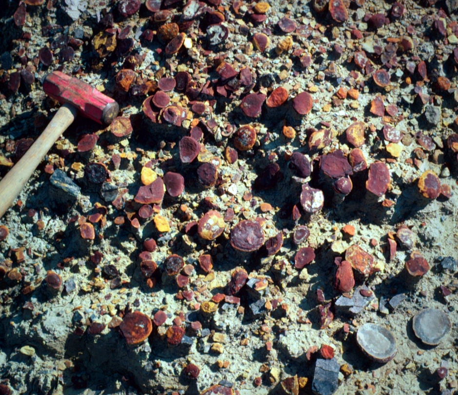 Recreating Mazon Creek’s 300-million-year-old ecosystem