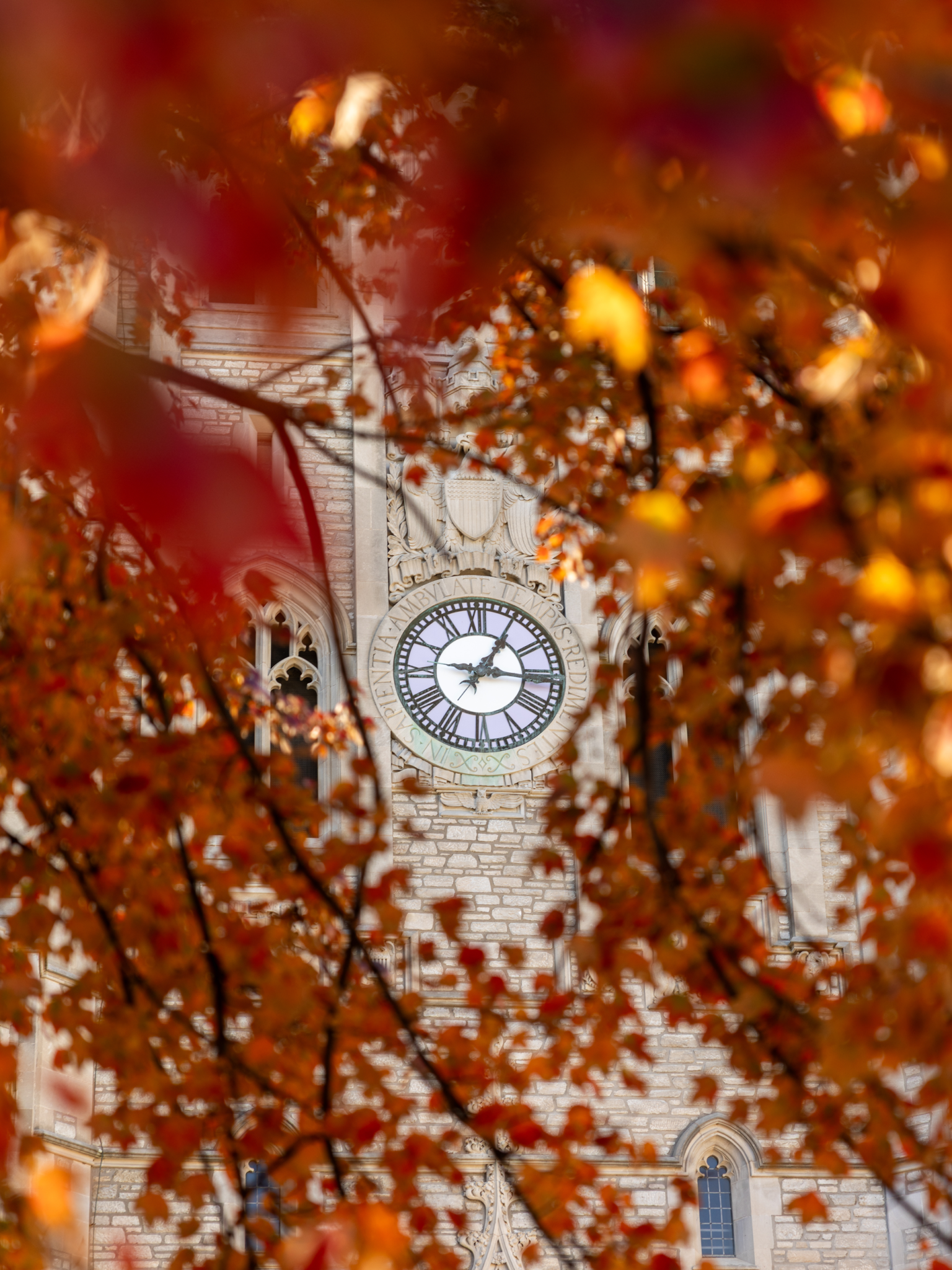 Photo gallery: Autumn leaves paint Mizzou red and gold